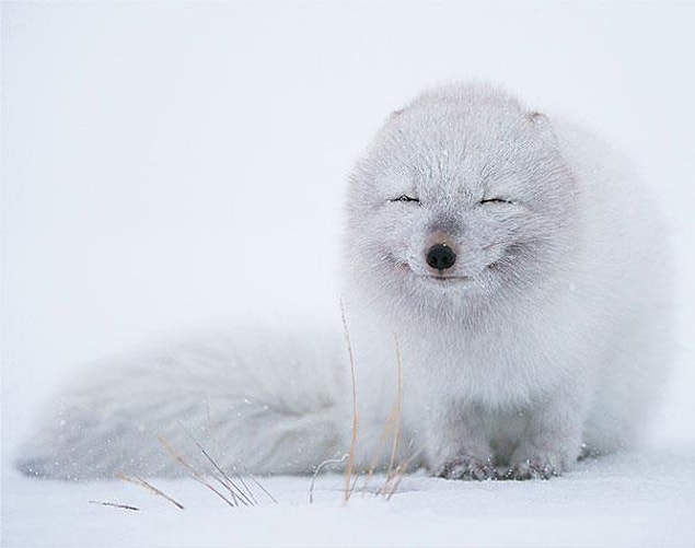 Hayvanlar da Güler! Çok Tatlı Gülümseyen 30 Süper Sevimli Hayvan