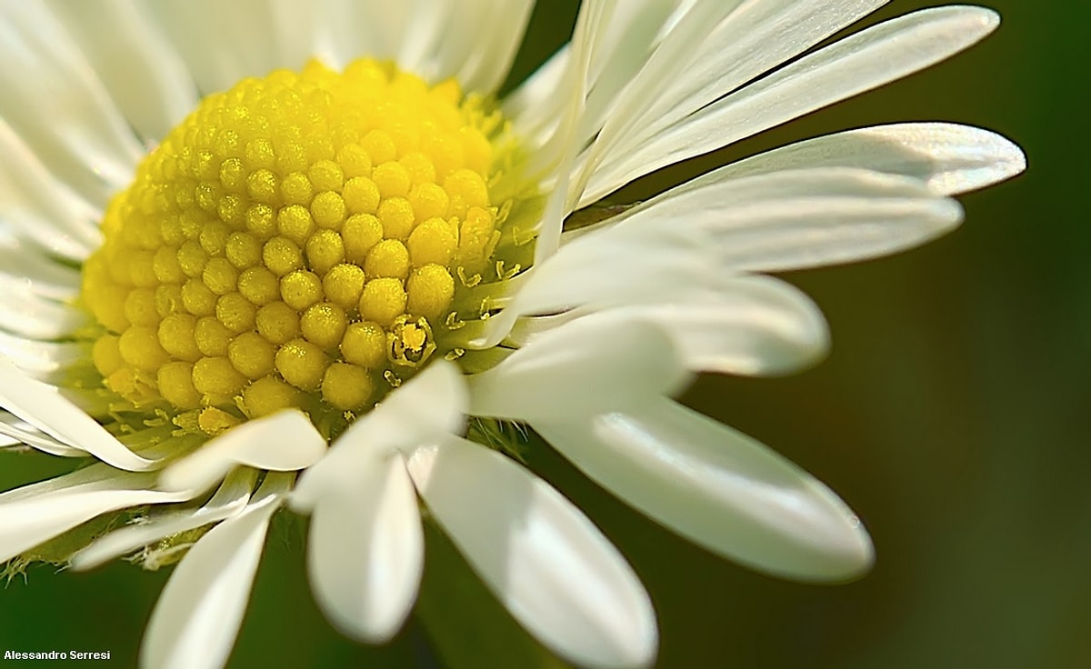 15 Reasons Why Daisy Is The Most Beautiful Flower! - Onedio