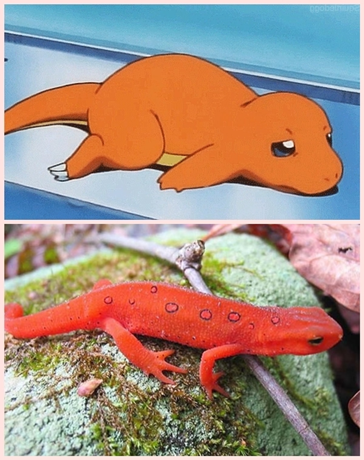 Pokemon'un Yaratıcılarının Gerçek Canlılardan Esinlendiğinin 35 İspatı ...