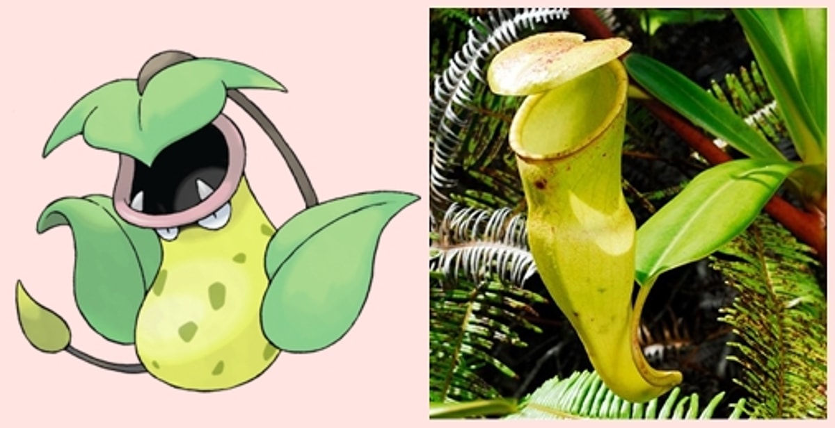 Pokemon'un Yaratıcılarının Gerçek Canlılardan Esinlendiğinin 35 İspatı