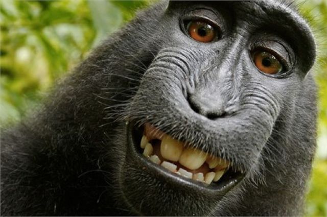 Meşhur Maymun Selfie'sinde Kazanan Taraf Belli Oldu - onedio.com