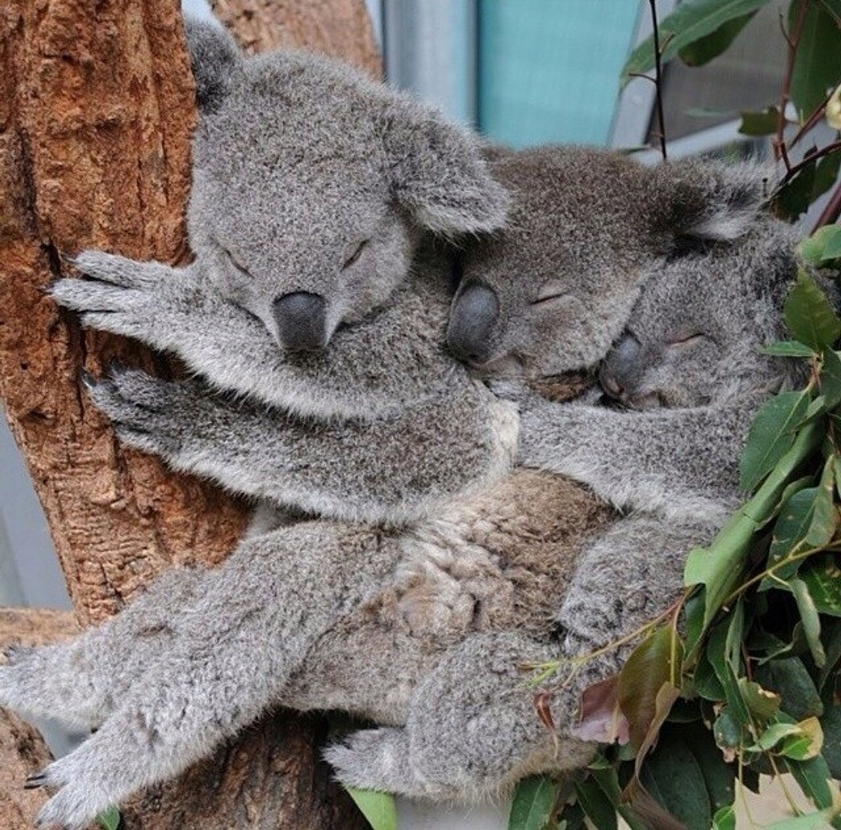 Koala'ların En Sevimli 10 Hali - Onedio