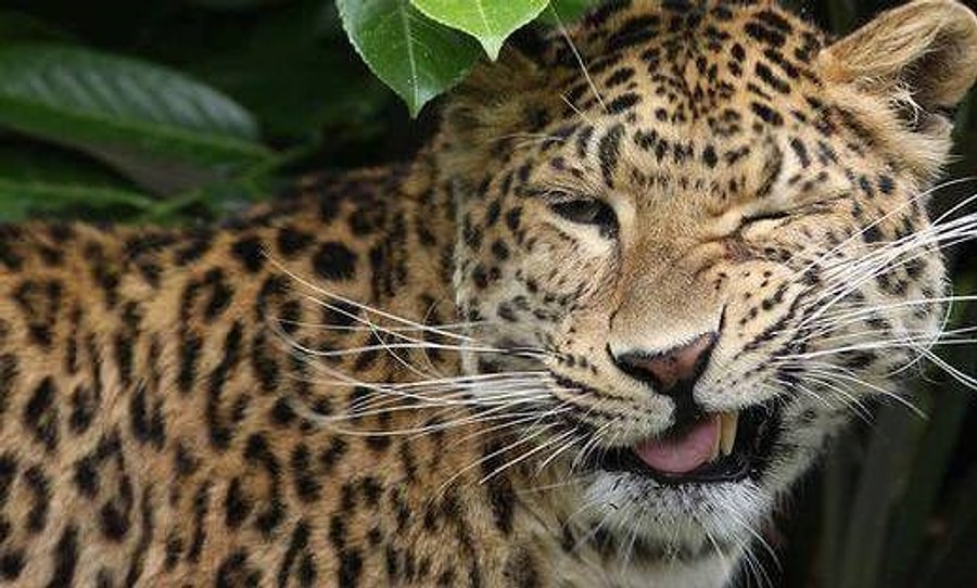 Aşırı Derecede Fotojenik Olan 30 'Cool' Hayvan - Onedio