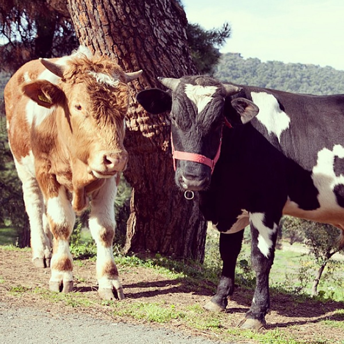 Hayvanlar Alemine Dair Birbirinden Sevimli 27 Küçük ve Pek İlginç Bilgi ...