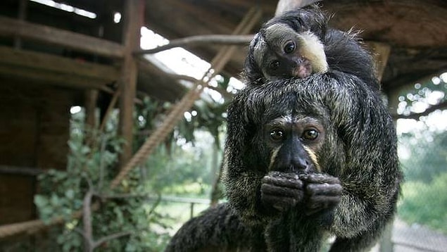 2014'te Keşfedilen 20 Şaşırtıcı Hayvan Türü