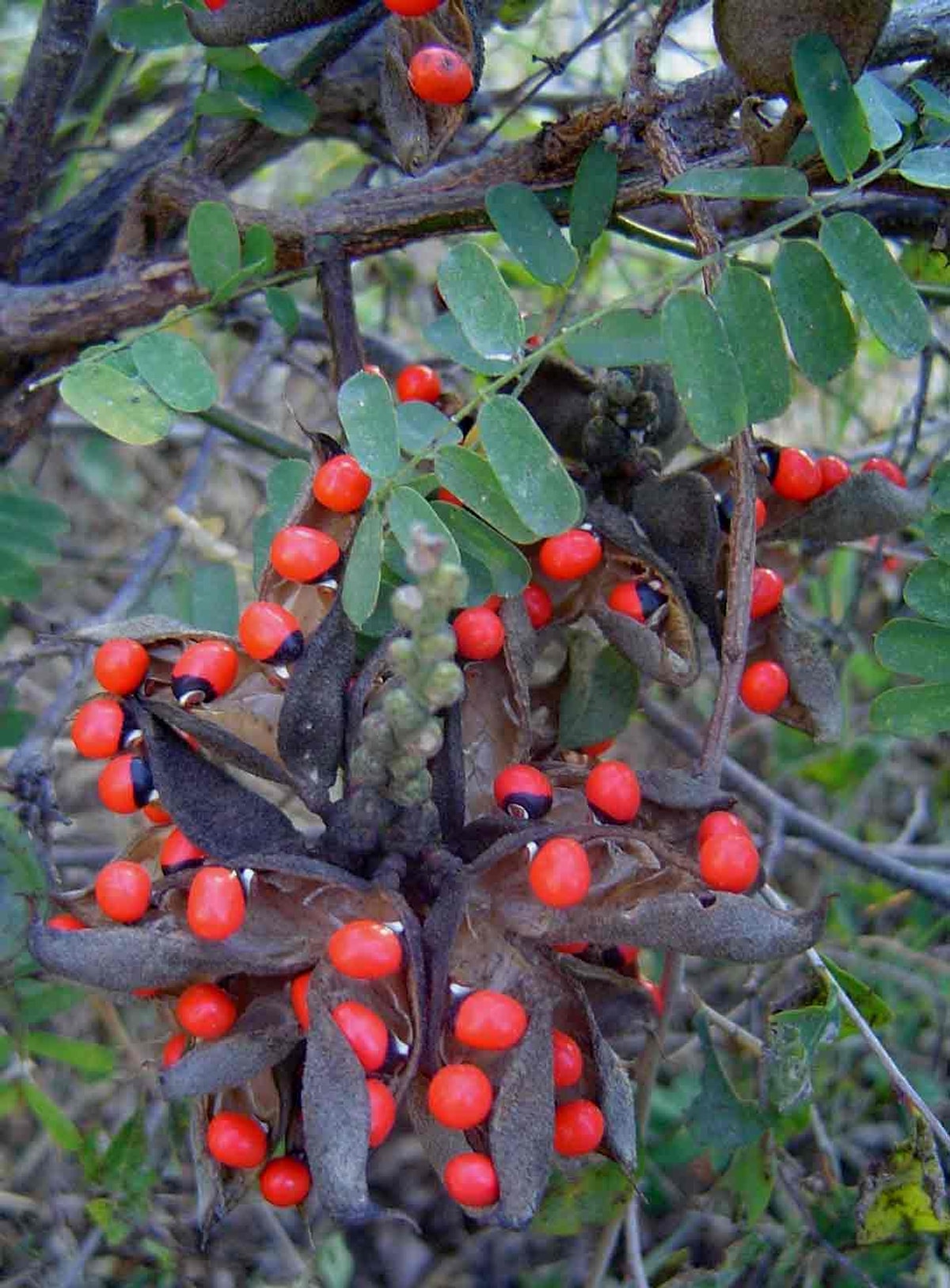 5 ilginç Zehirli Bitki - Onedio