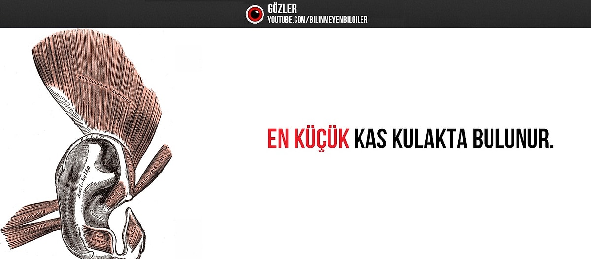 Kaslar Hakkında 10 Bilinmeyen Bilgi - Onedio