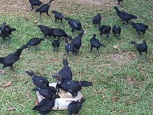 Dünyanın en pahalı tavuğu Kara Tavuk - Onedio