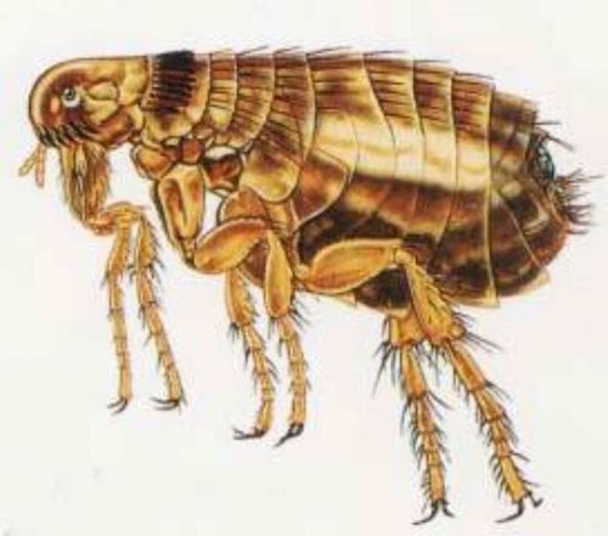 İnanılmaz Güçlere Sahip 18 Hayvan - Onedio