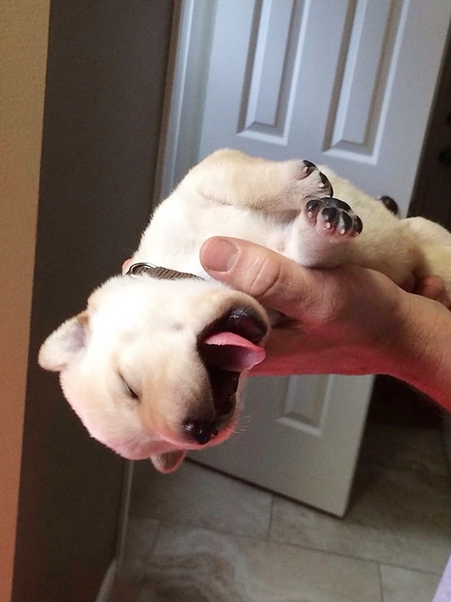 Ramazan Ayındaki Halinizi Göreceğiniz Her Yerde Uyuyabilen 30 Tatlı Köpek