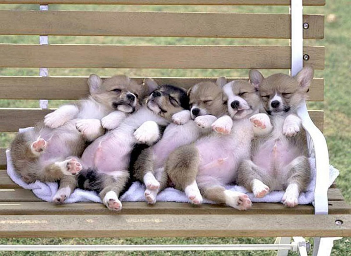 Ramazan Ayındaki Halinizi Göreceğiniz Her Yerde Uyuyabilen 30 Tatlı Köpek