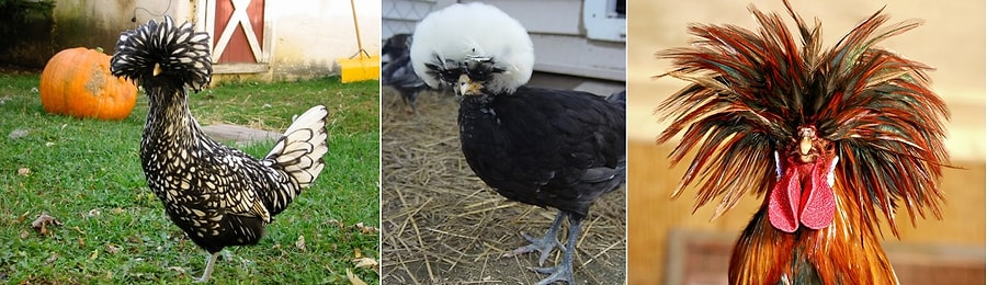 Bu Tavuk Çeşitleri Çok İlginç: En Farklı 15 Tavuk Türü - Onedio