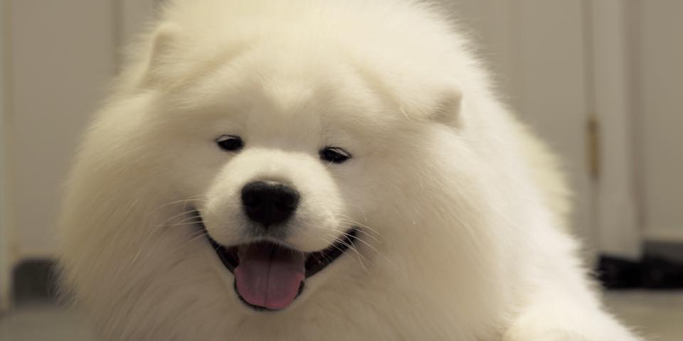 Adeta Pofuduk Bir Kutup Ayısı: Instagram'ın En Yakışıklı Samoyed'i Coby ...