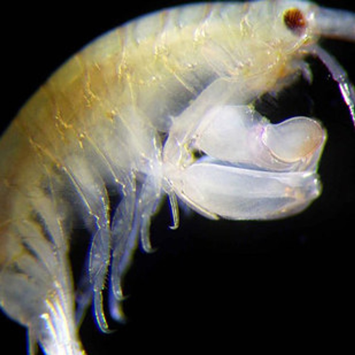 Dünyaca Ünlü Kişilerin İsimlerinden Esinlenerek Adlandırılmış 24 Tuhaf ...