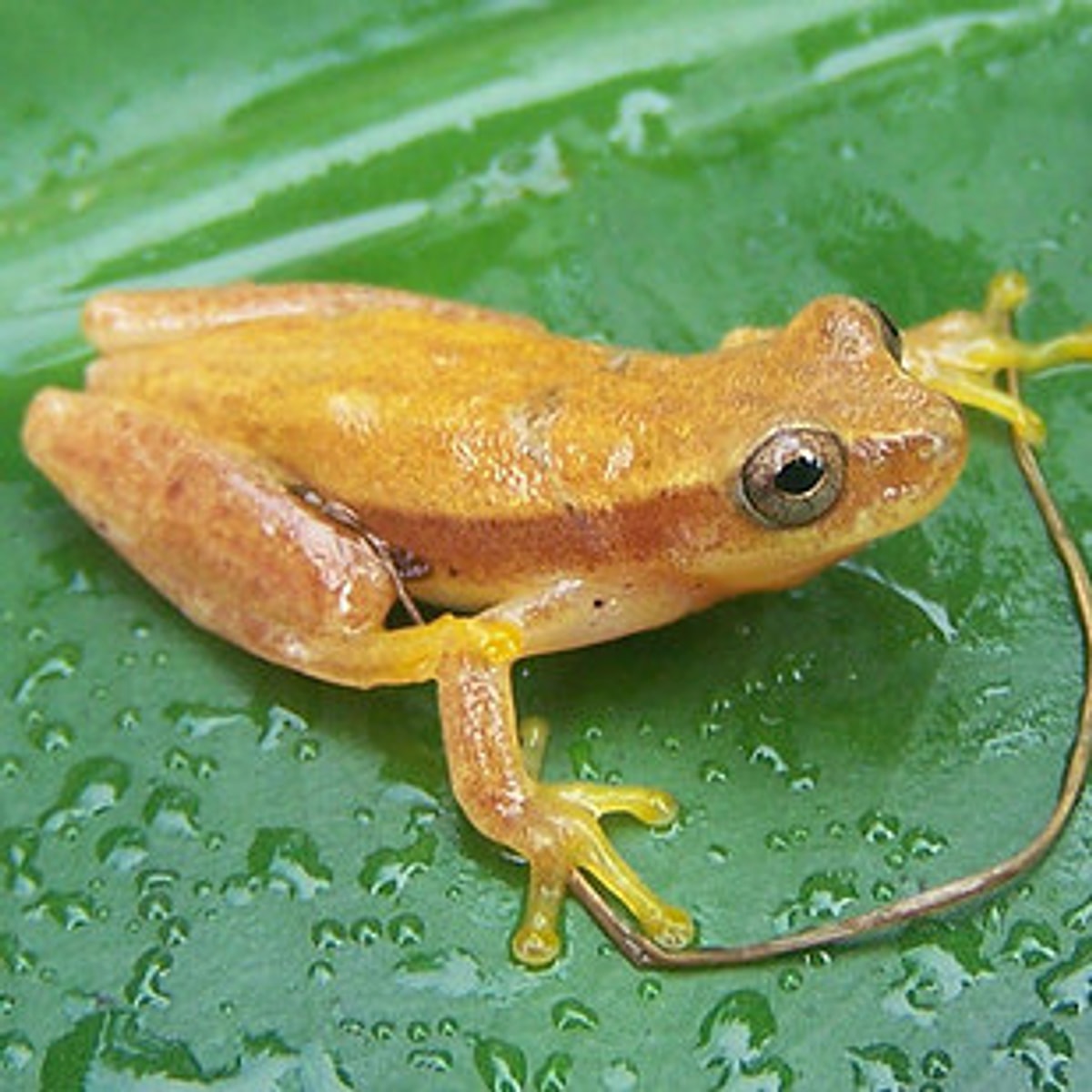 Dünyaca Ünlü Kişilerin İsimlerinden Esinlenerek Adlandırılmış 24 Tuhaf ...