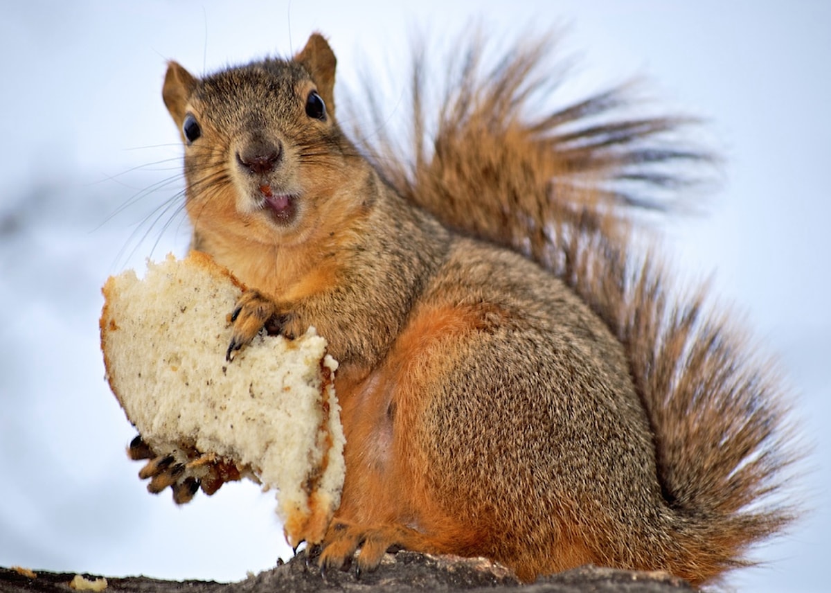 Farklı Bir Evcil Hayvan Arayanlar İçin: Neden Sincap Beslemeliyiz ...
