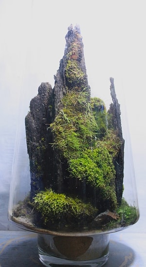 Başka Bir Dünya Mümkün: 30 Görselle Yeni Sevdamız 'Terrarium' - Onedio