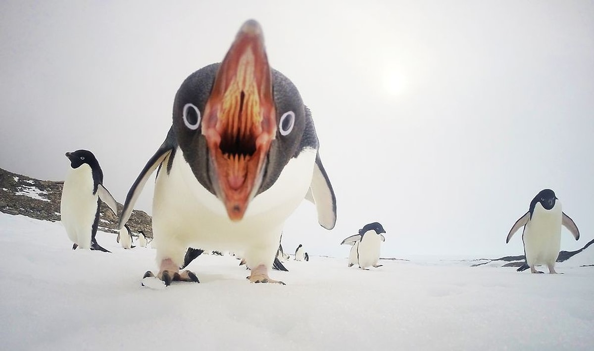 2015 Yılı National Geographic 'Günün Fotoğrafı' Albümünden En Çok ...