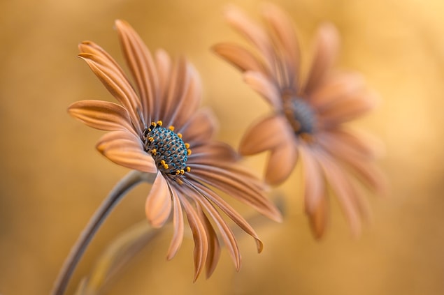 500px Sitesinin 2015'in En İyilerini Belirlediği Kategori Bazında 50 ...