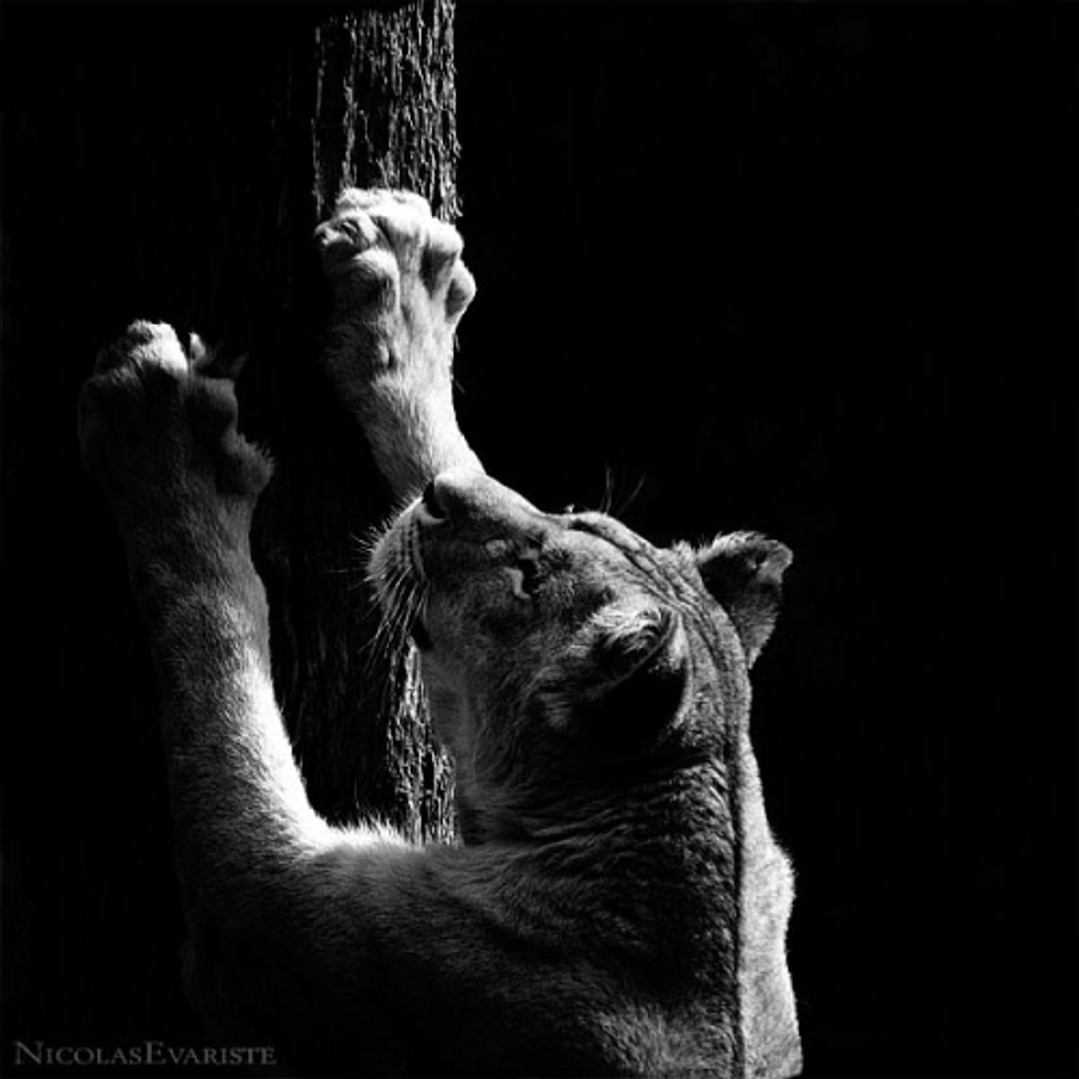 14 Fotoğrafla Nicolas Evariste'nin Siyah Beyaz Sihri: Dark Zoo - Onedio