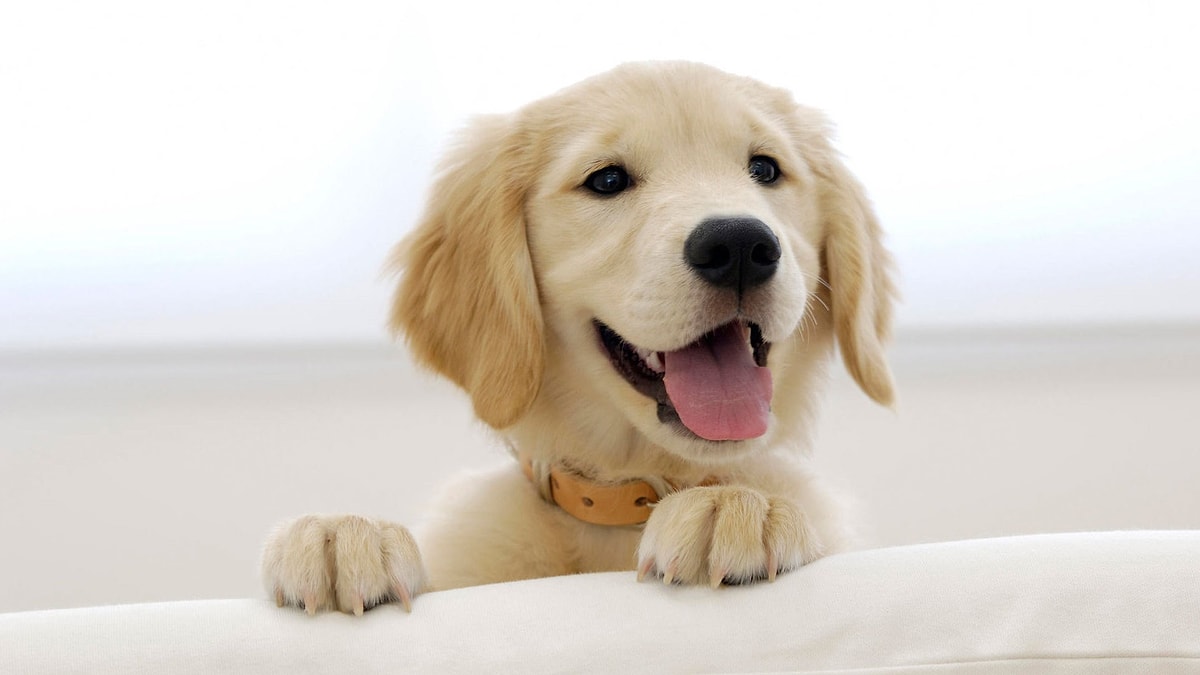 Dünyanın En Tatlı Testi: Köpekleri Yiyeceklerden Ayırabilecek misin?