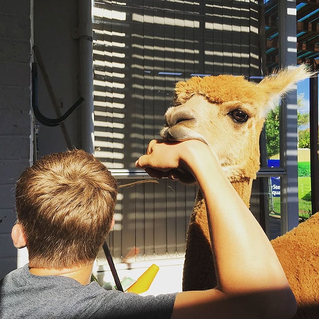 Evcil Hayvan Olmanın Hakkını Sonuna Kadar Veren Alpaka Chewy İle Tanışın