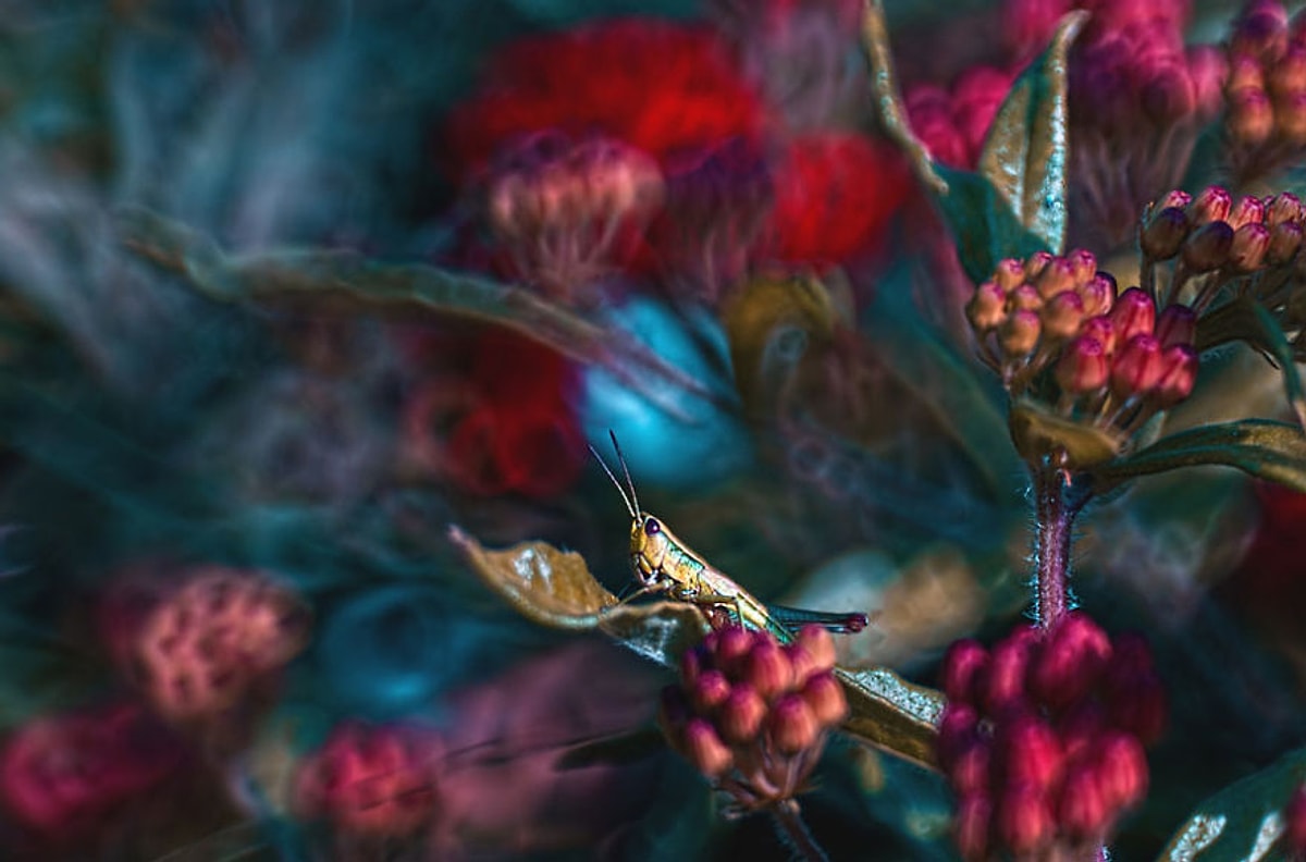 Polonyalı Fotoğrafçı Magda Wasiczek'ten Sizleri Peri Masallarının Makro ...