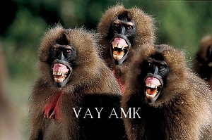 "Amk" Küfrü Olmadan Konuşamayan Vasatlar İçin Alternatif 11 Kelime - Onedio