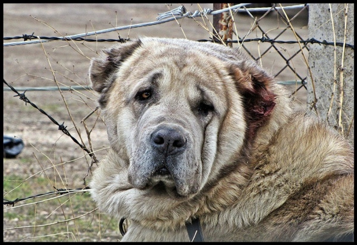 Sus Lan Çomar! Dillere Pelesenk Çomar Lafının Gerçekte Ne Anlama ...