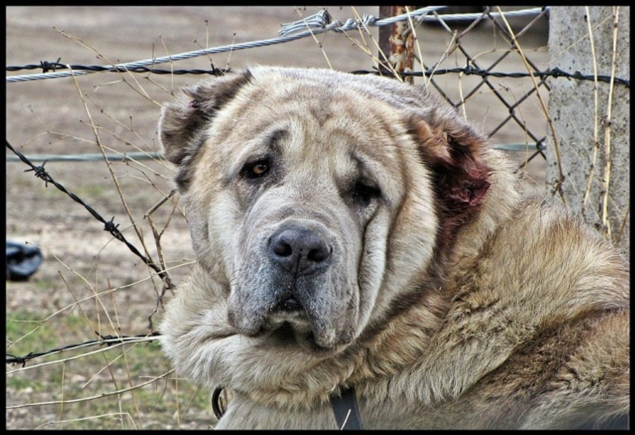 Sus Lan Çomar! Dillere Pelesenk Çomar Lafının Gerçekte Ne Anlama ...