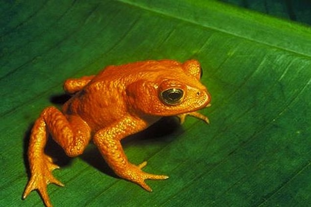 Onları Bir Daha Hiç Göremeyeceğiz! İşte Nesilleri Tamamen Tükenmiş 19 ...