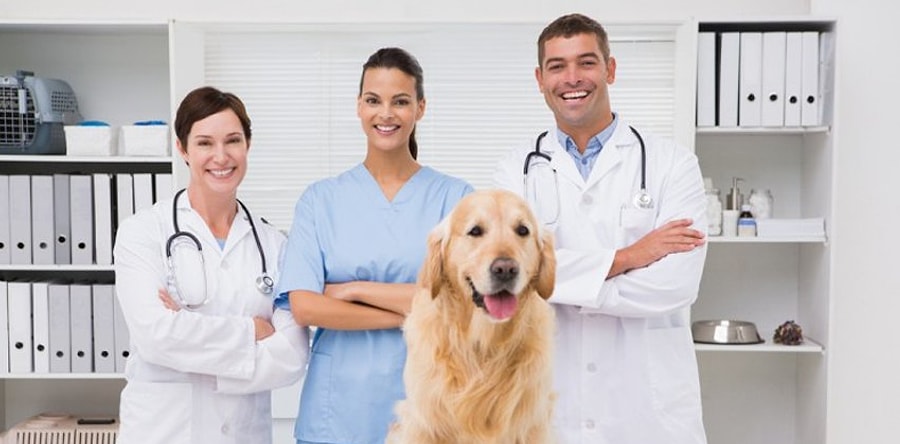 Veterinerlik 2018 Taban Puanları ve Başarı Sıralamaları - Onedio