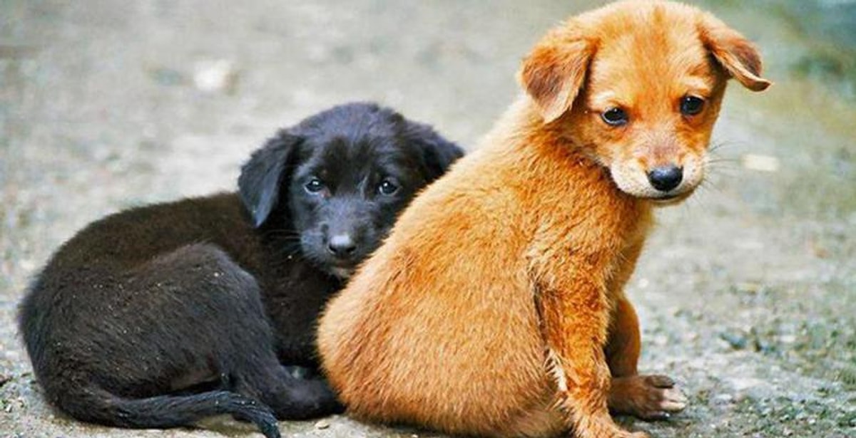 Bir An Evvel Ülkemizde de Uygulansın! Başka Ülkelerde Var Olan 16 ...