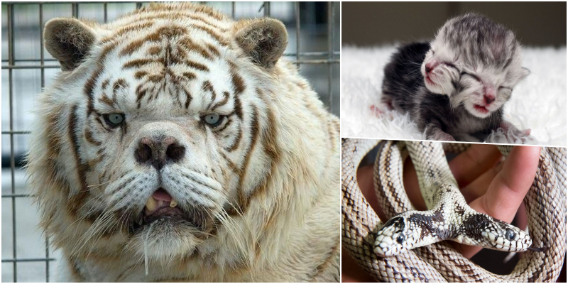 Two Heads, Extra Legs: 10 Of The World's Extraordinary Animals