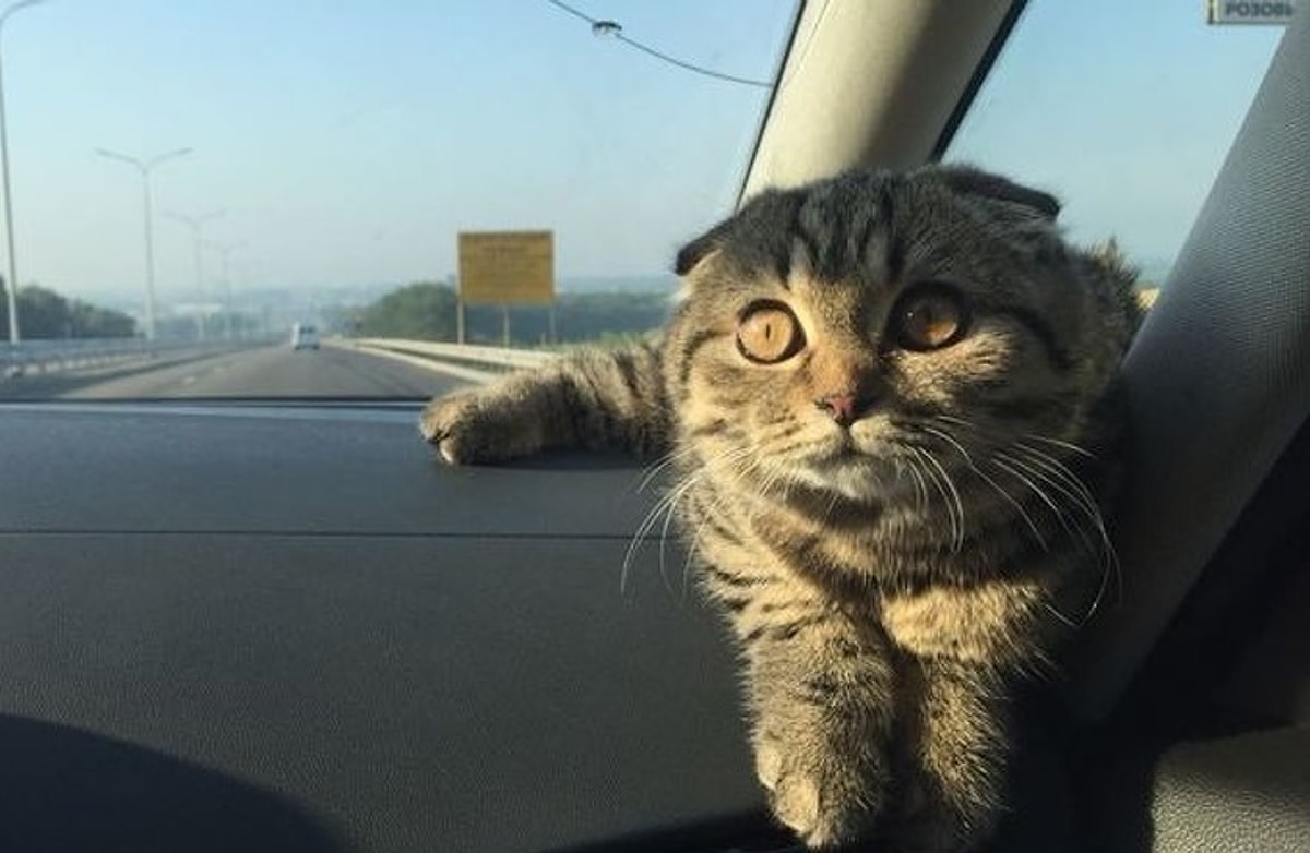 Bayram Darlamalarına Bile Hasret Bıraktıracak Türden Birbirinden Baş ...