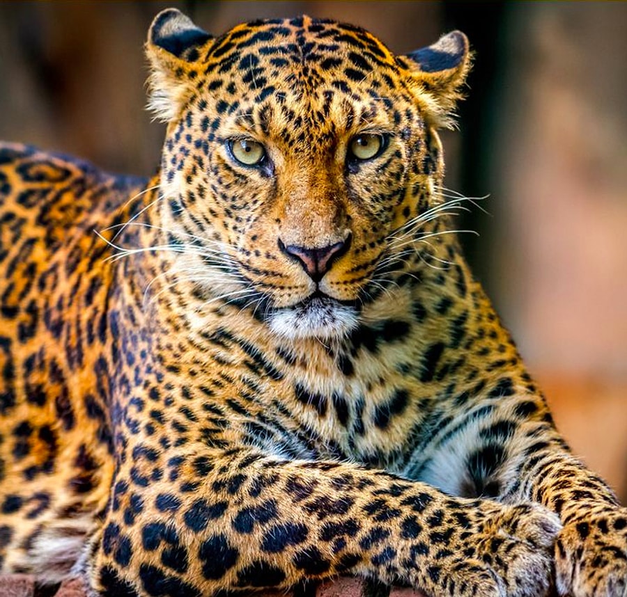 Birbirine Benzeyen Bu Hayvanlar Testinde 12/15 Yapman Çok Zor! - Onedio