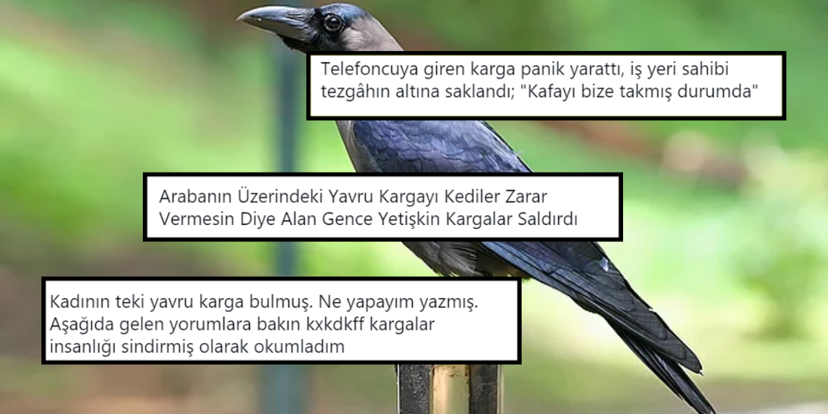 İstanbul'u Kargalar Bastı: Son Günlerde Sosyal Medyada Oldukça Sık ...