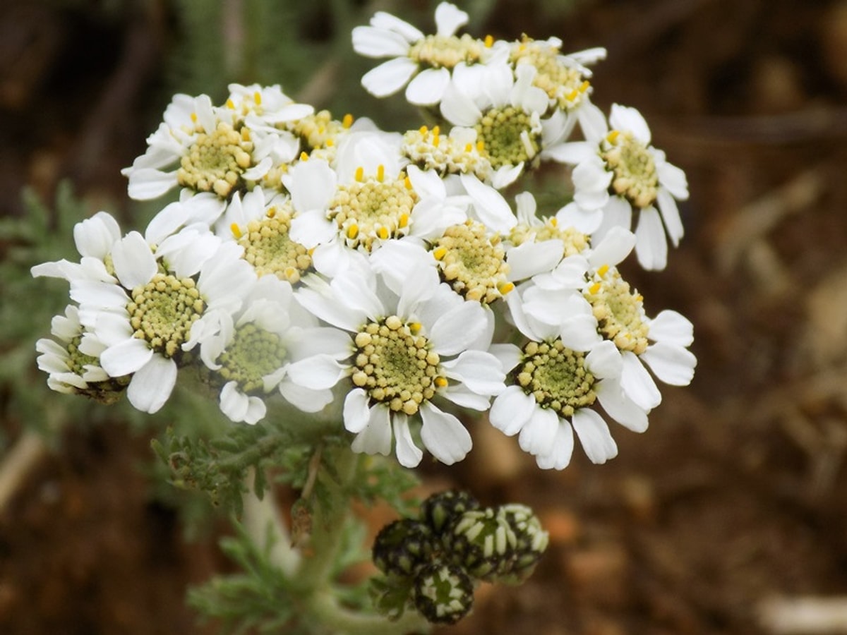 Endemik Türler Açısından Zengin Olan Bölgemiz Uludağ'da Yetişen 10 ...