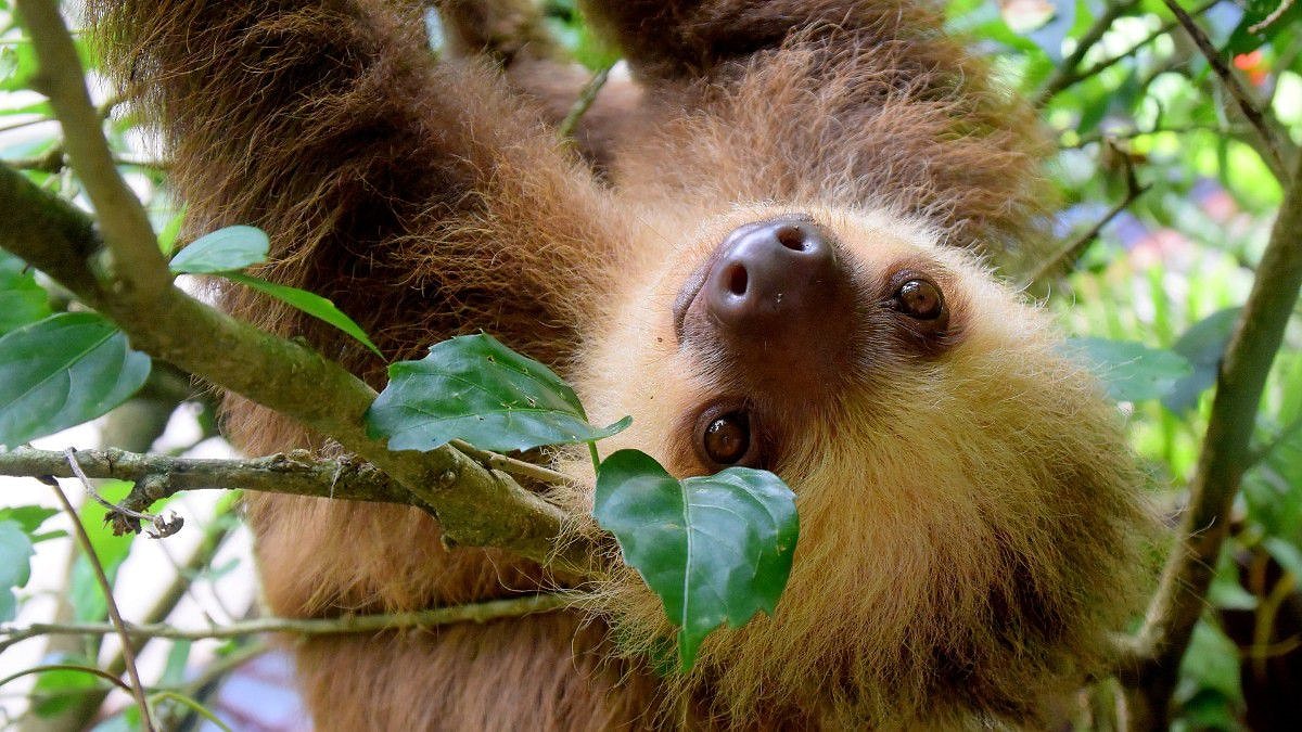 Tembel, Zararsız ve Bir O Kadar da Sevimli... Doğaya En Az Zarar Veren ...