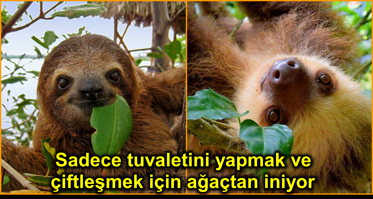 Tembel, Zararsız ve Bir O Kadar da Sevimli... Doğaya En Az Zarar Veren ...