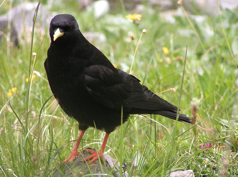 Türkiye'de Yaşayan 11 Farklı Karga Türü - Onedio