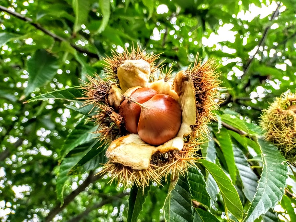 Kestane Rehberi - Onedio