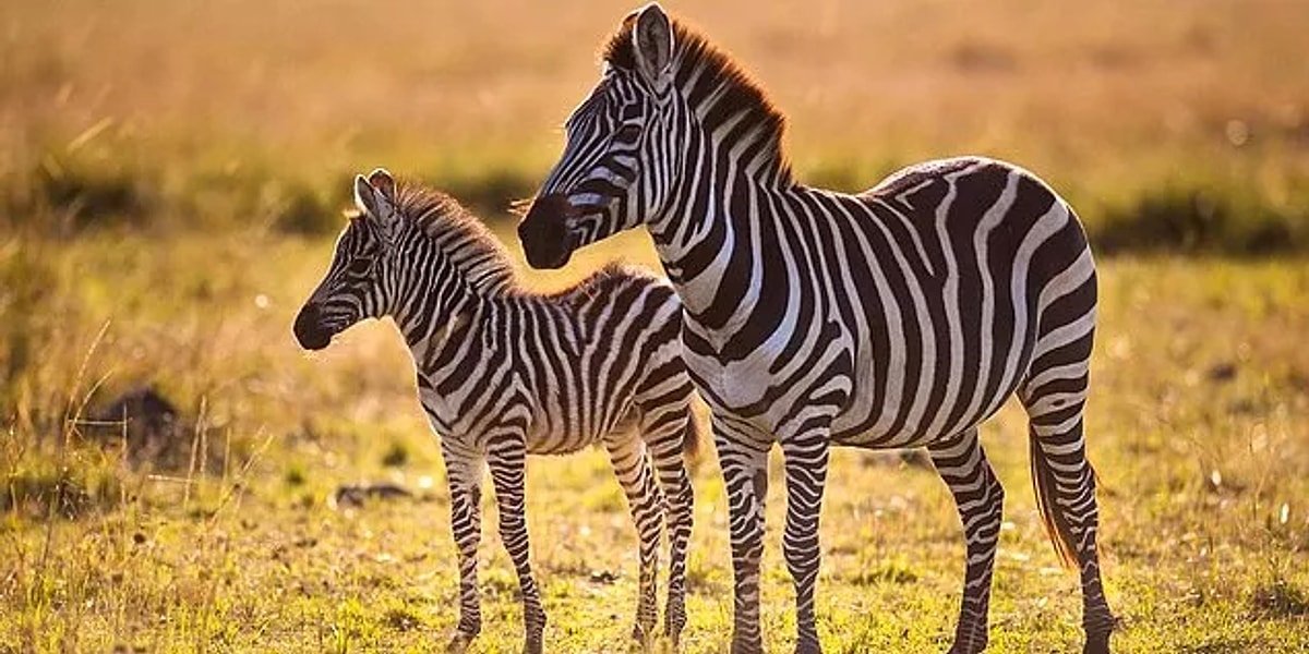 19 Must-Watch BBC Documentaries That Will Make You Smarter - Onedio