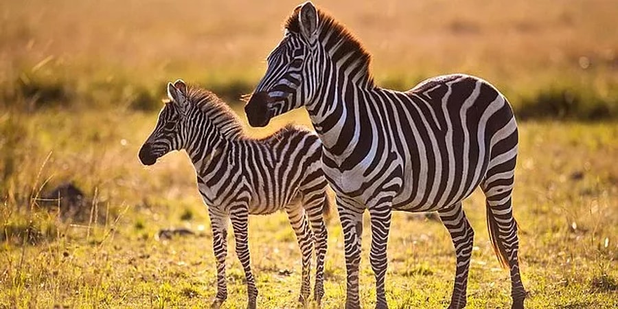 19 Must-Watch BBC Documentaries That Will Make You Smarter - Onedio