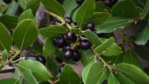 Defne Yaprağının Vücuda Yararları Nelerdir? Defne Yaprağının Faydaları ...