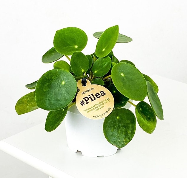 Evinize ve Balkonunuza Neşe Getirecek Canlı Saksı Bitkileri