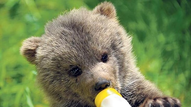 Hayvanların Yavrularına Verilen İsimleri Bulabilecek misin?