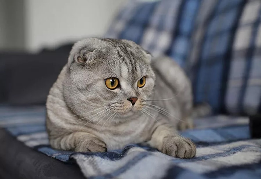 Neden Scottish Fold Kedi Almamalıyız? - Onedio