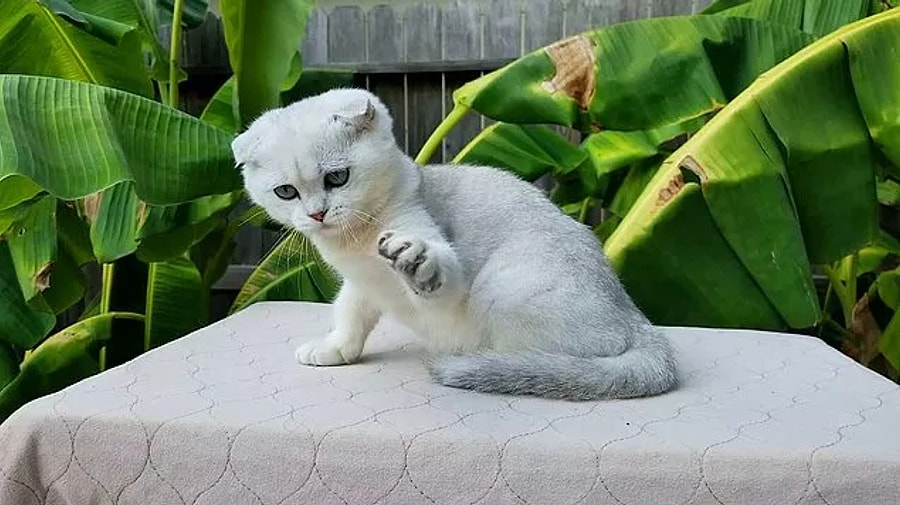 Neden Scottish Fold Kedi Almamalıyız? - Onedio