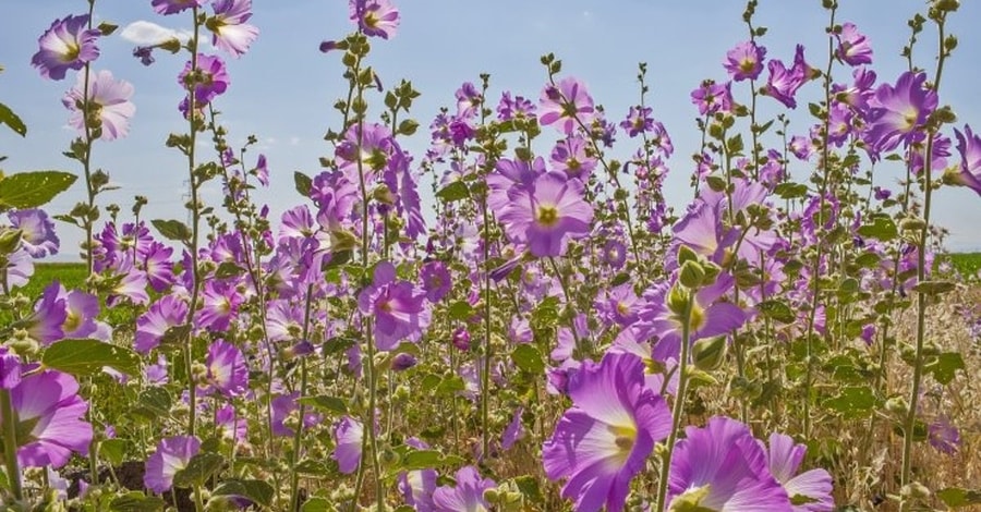 Hatmi Çiçeği: Beyazdan Pembeye Kırmızıdan Turuncuya Kadar Çeşit Çeşit ...